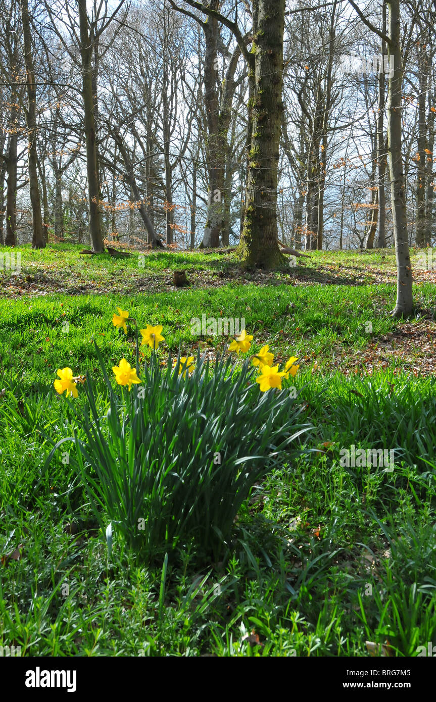 Daffodils in the woods hi-res stock photography and images - Alamy