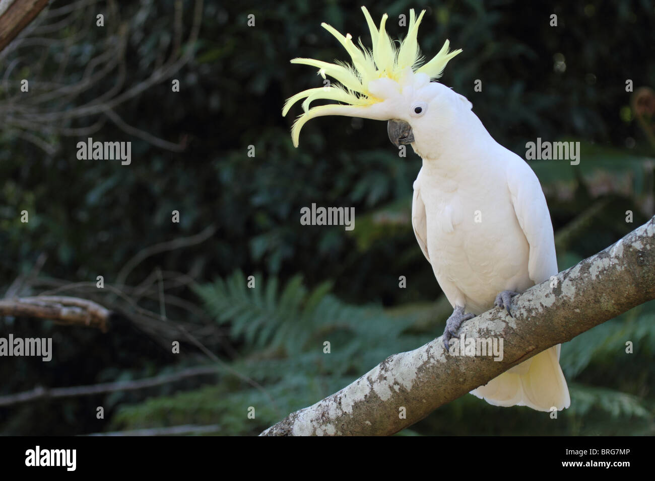Sulphur crested cockatoo hi-res stock photography and images - Alamy