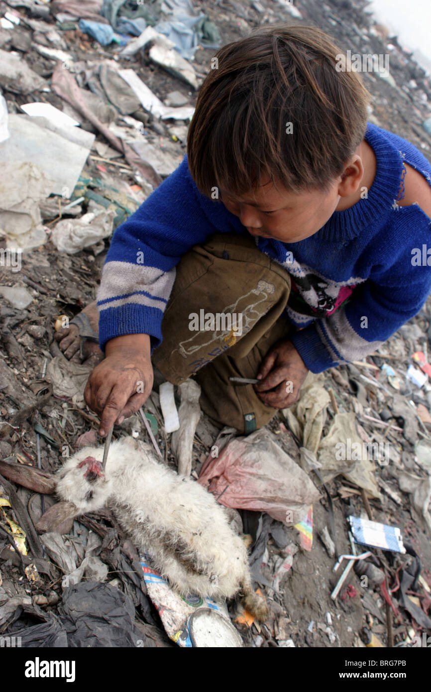 A young boy who is a child laborer plays with a dead white rabbit at ...