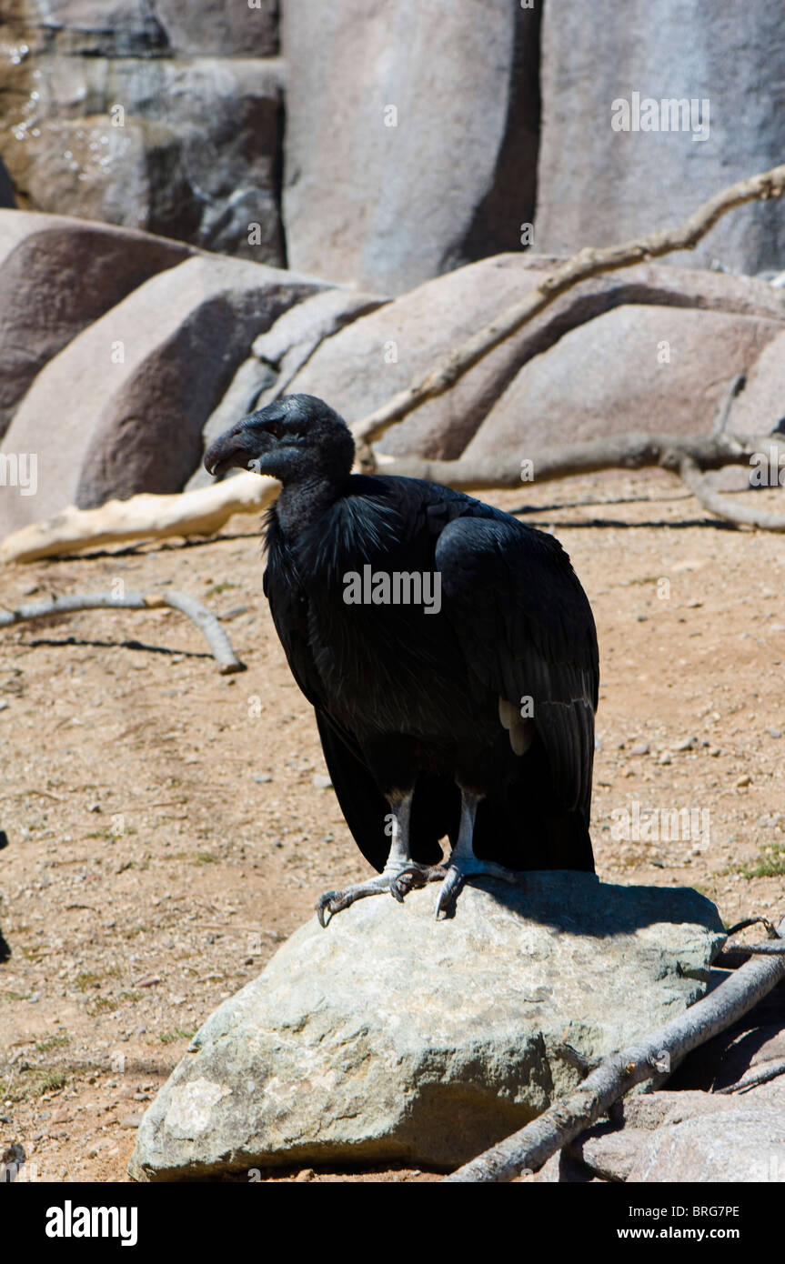Eagle Juvenile Condor Stock Photo - Alamy