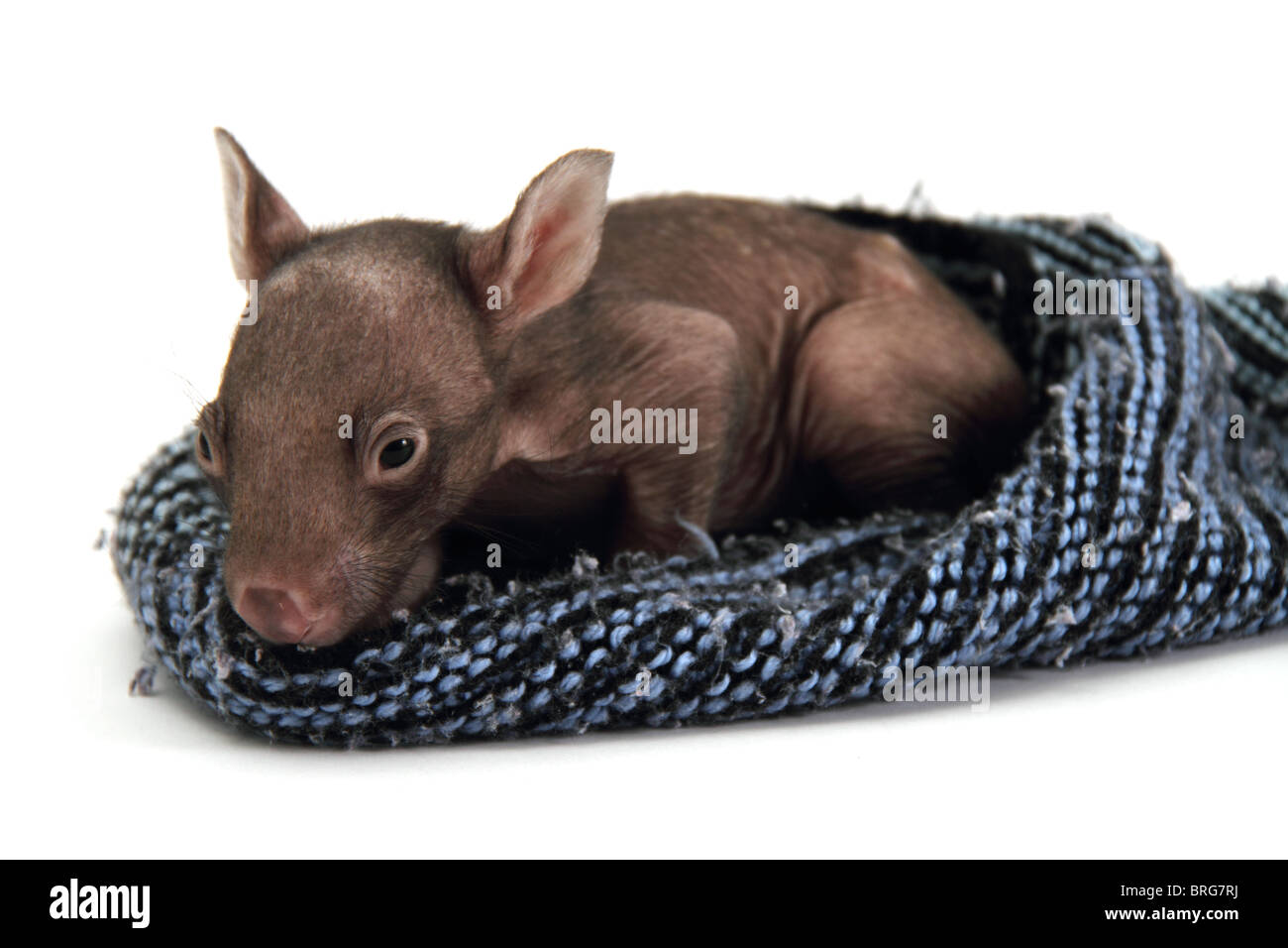 Common wombat infant photographed in a studio Stock Photo - Alamy