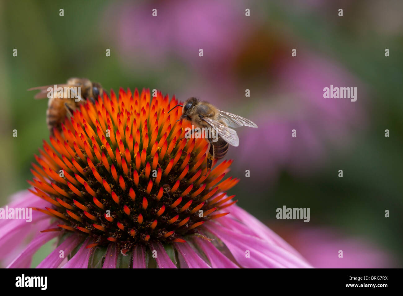Bee feeding on nectar Stock Photo - Alamy
