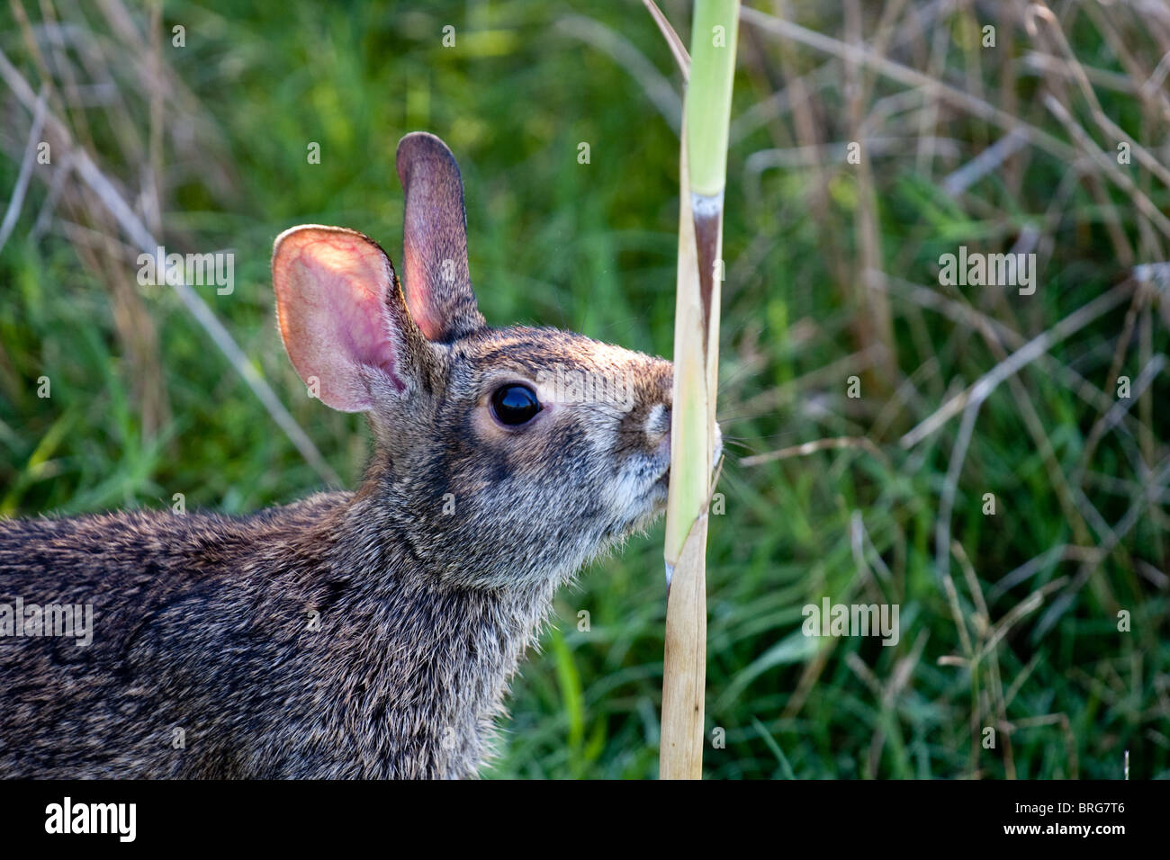 Hopping hare hi-res stock photography and images - Alamy
