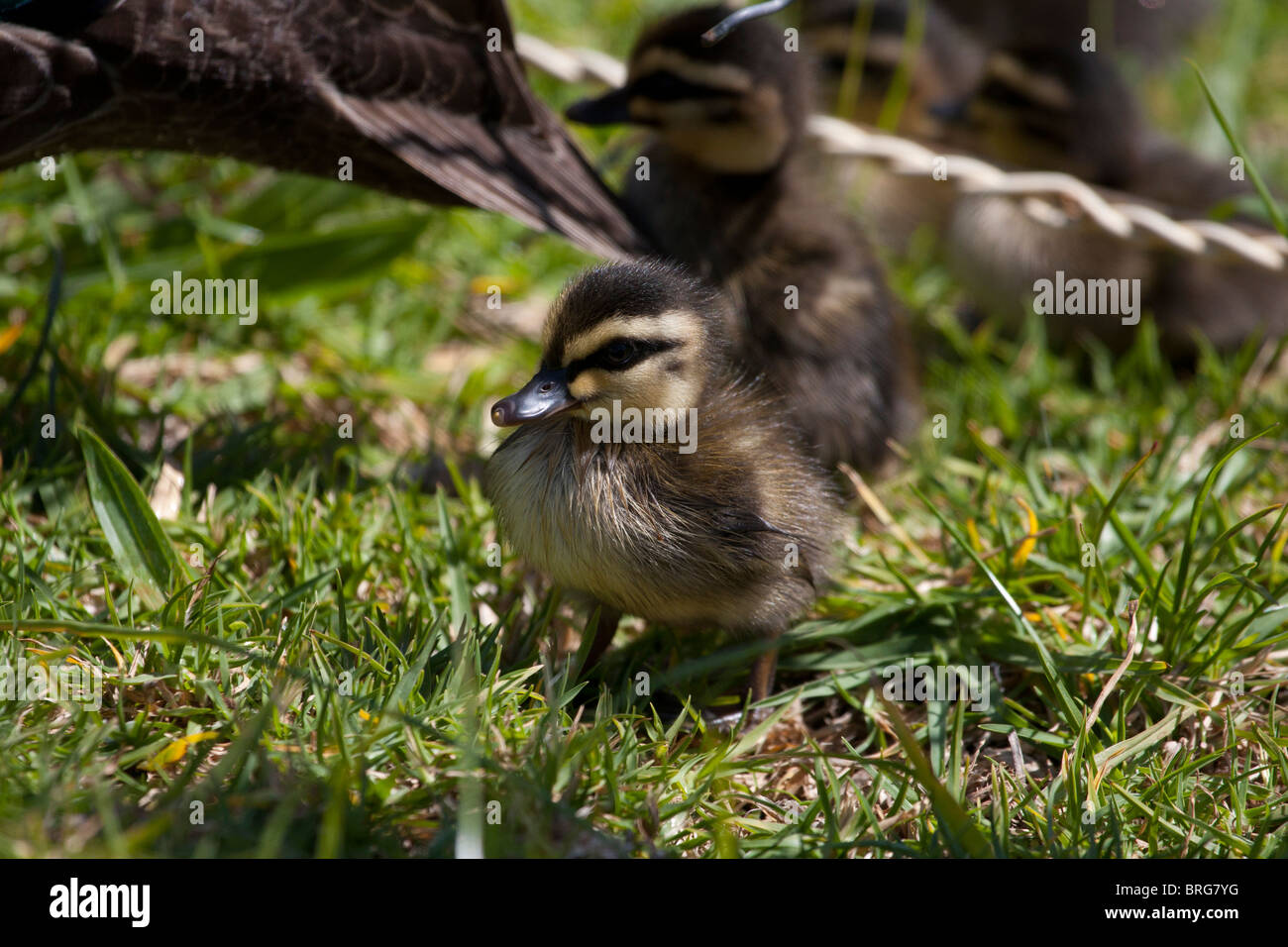 Ducklings behind mother Stock Photo - Alamy