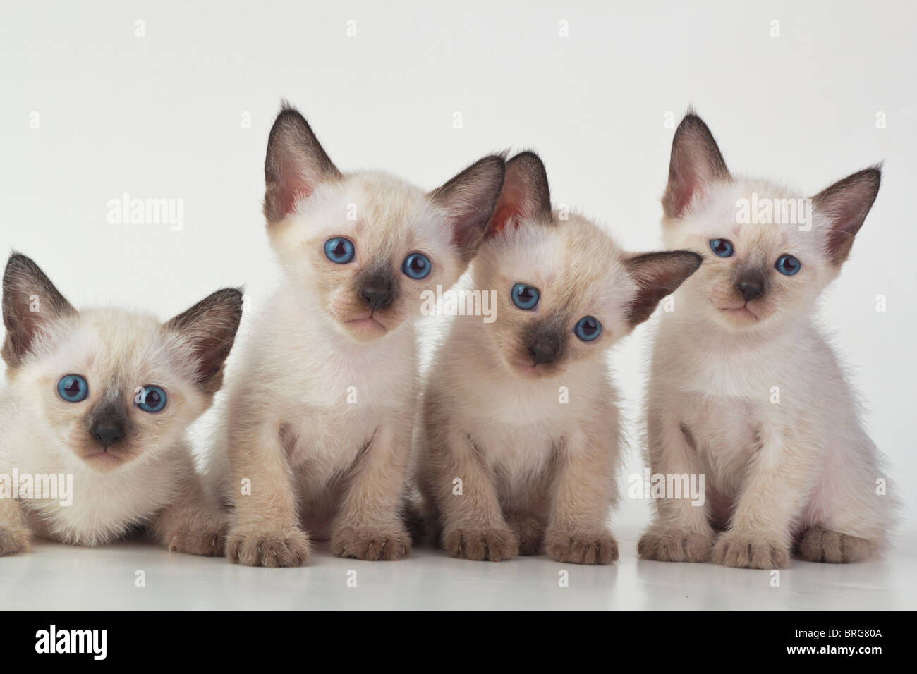 Child siamese cat hi-res stock photography and images - Alamy