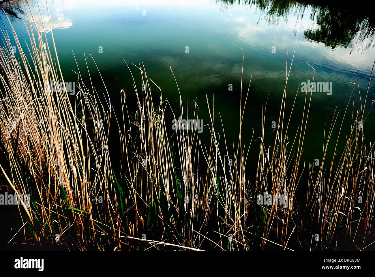 Close view reeds river hi-res stock photography and images - Alamy