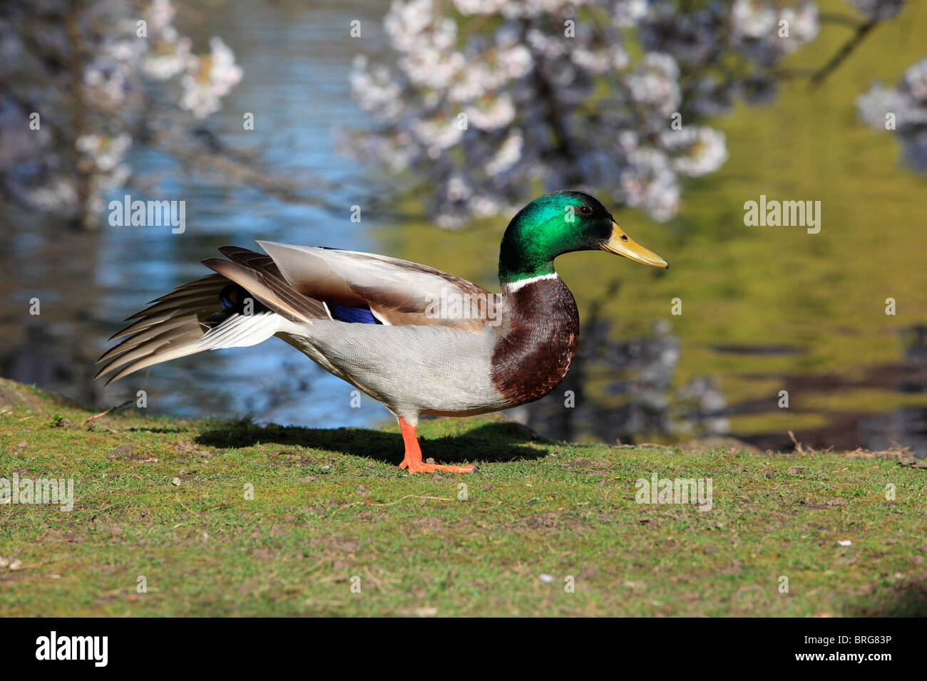 Duck enjoying the sun at a park hi-res stock photography and images - Alamy
