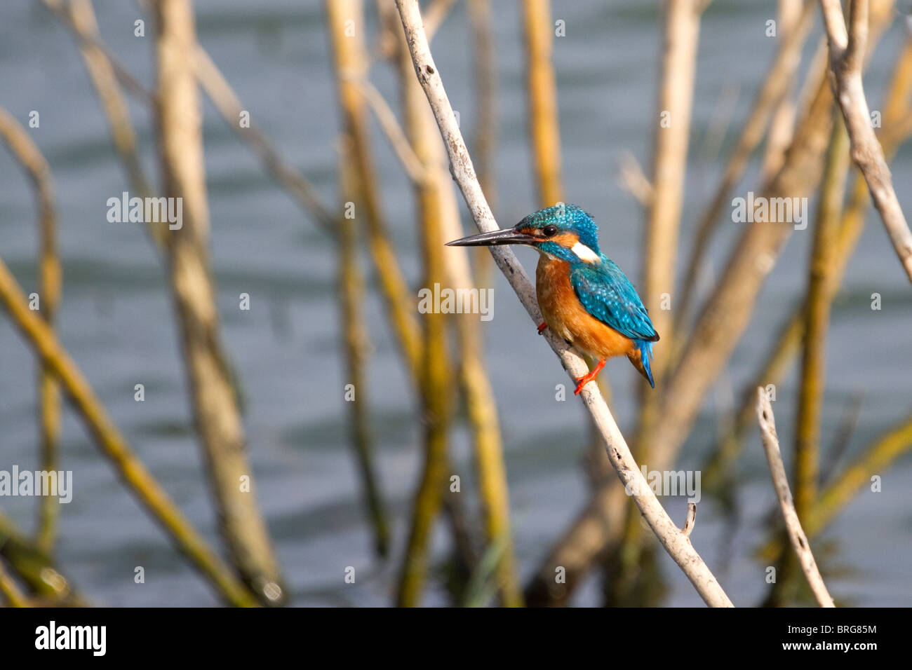 Kingfisher wings hi-res stock photography and images - Alamy
