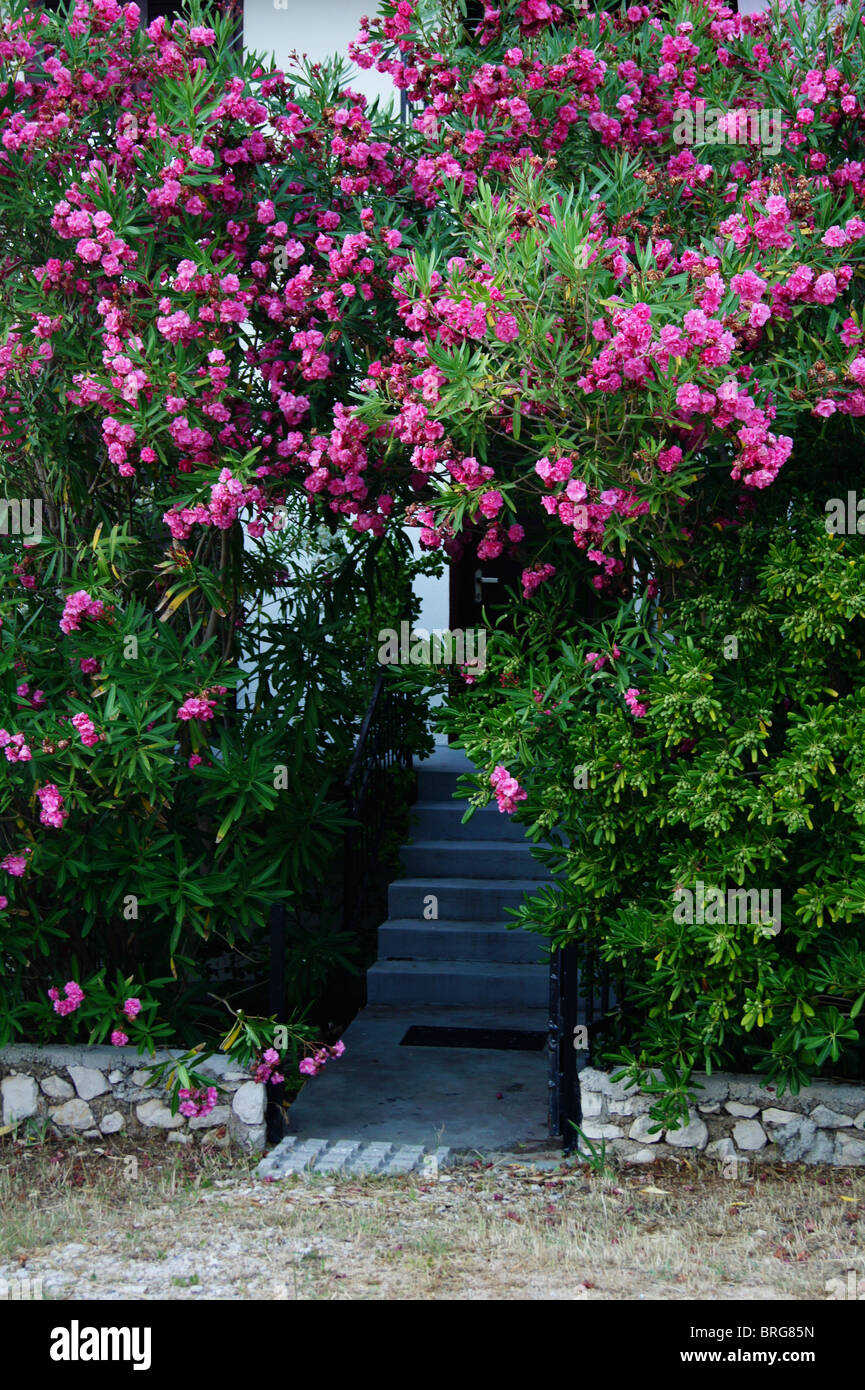 Purple Oleander Tree