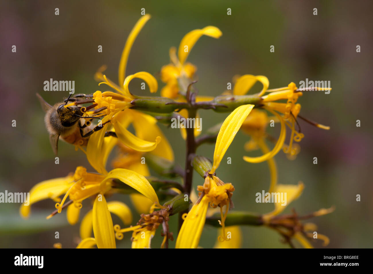 Bee feeding on nectar Stock Photo - Alamy