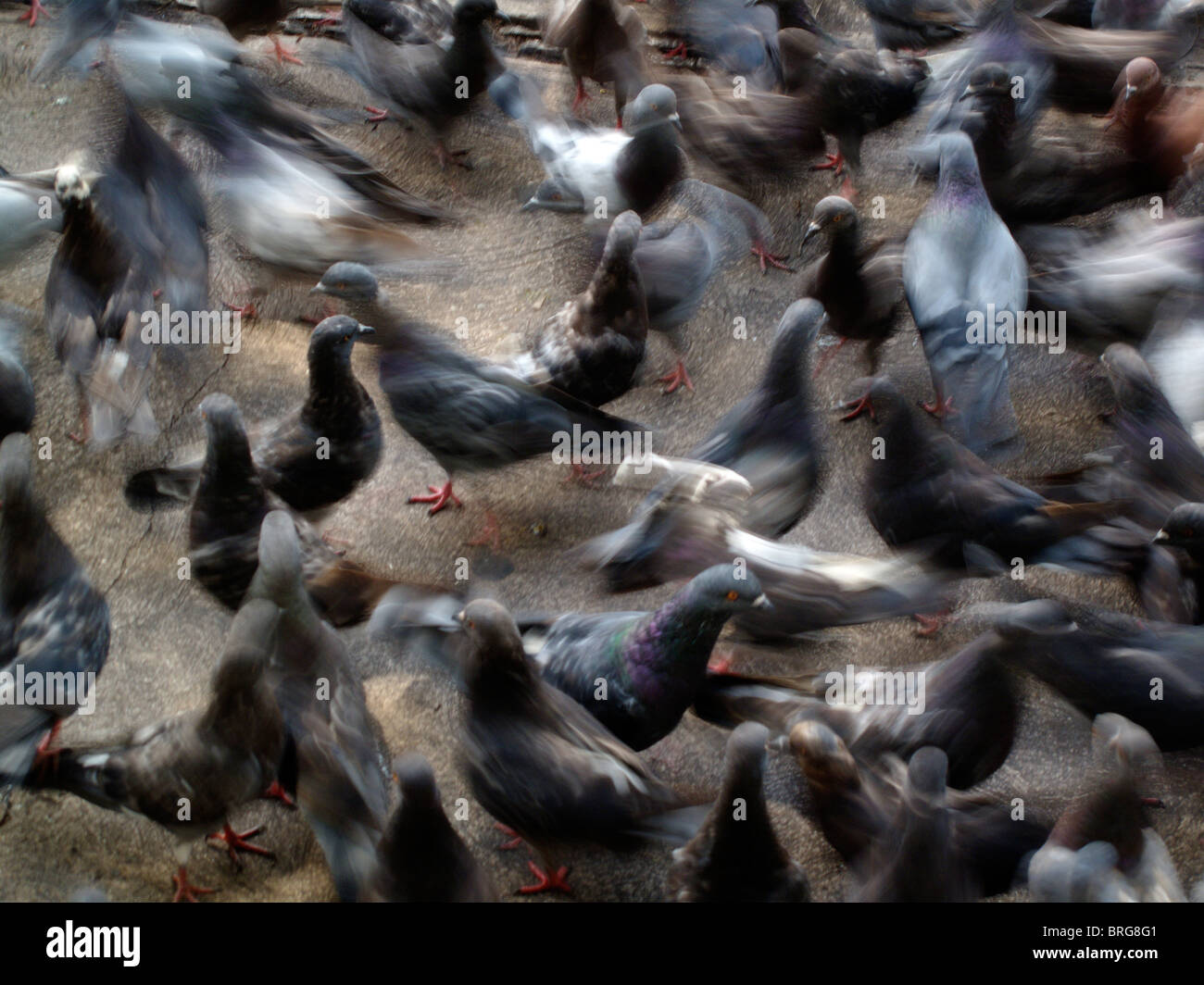 Motion blur birds hi-res stock photography and images - Alamy