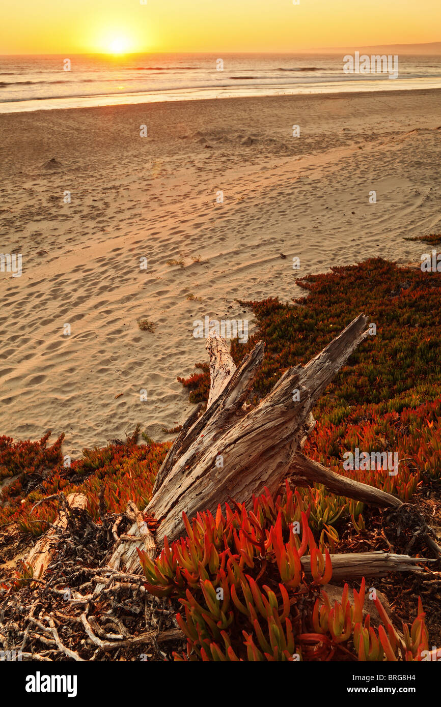Log on the beach hi-res stock photography and images - Alamy