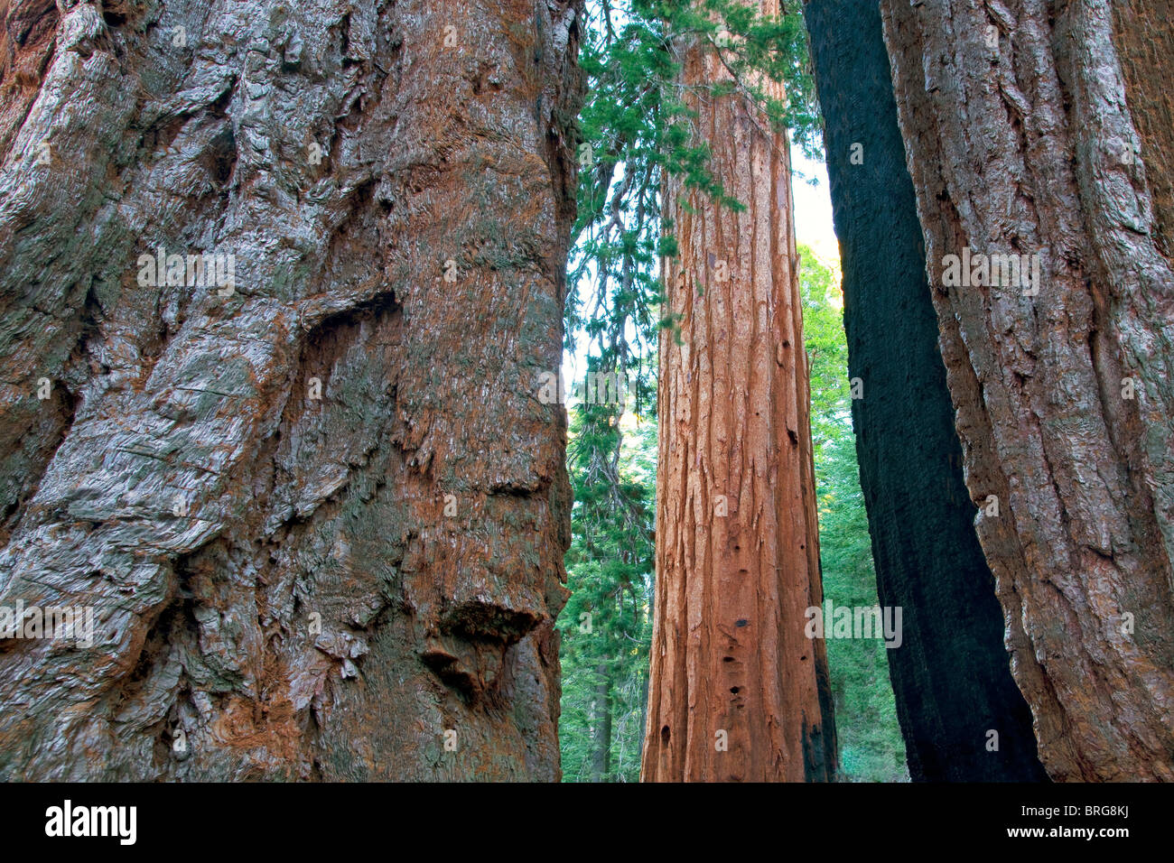 Redwood tree california hi-res stock photography and images - Alamy