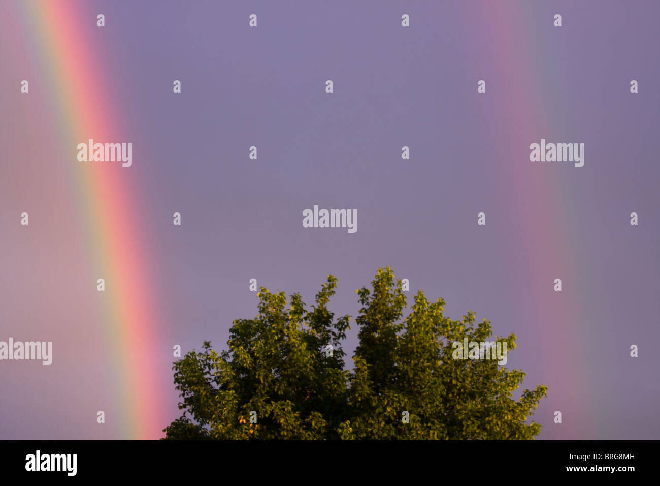 Double rainbow over tree hi-res stock photography and images - Alamy