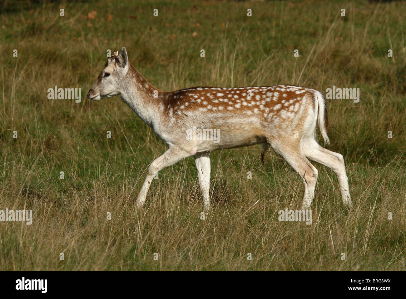 Fallow Deer (Cervus dama) - young buck Stock Photo - Alamy