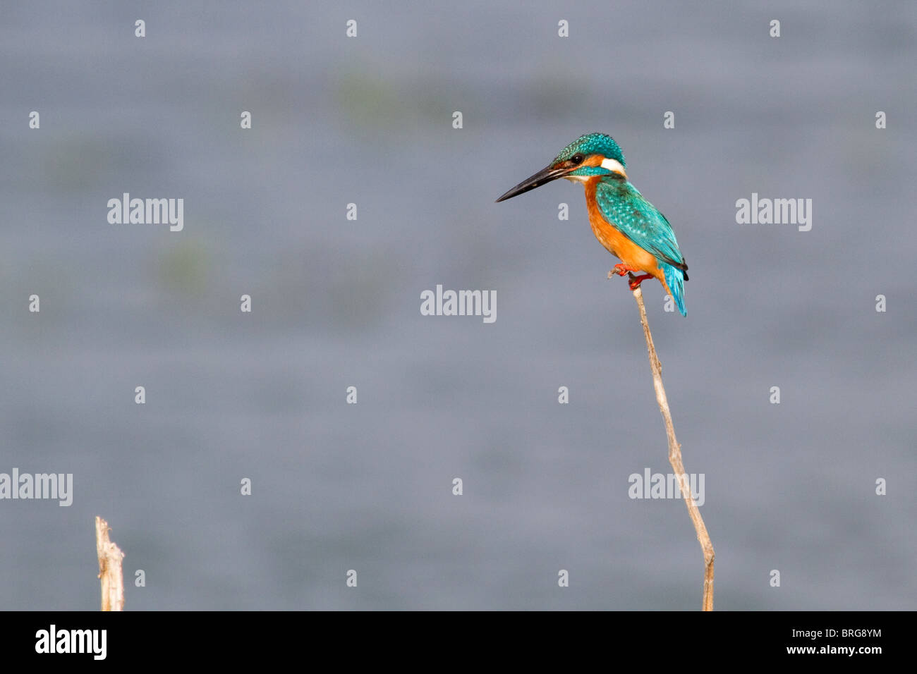 Kingfisher wings hi-res stock photography and images - Alamy