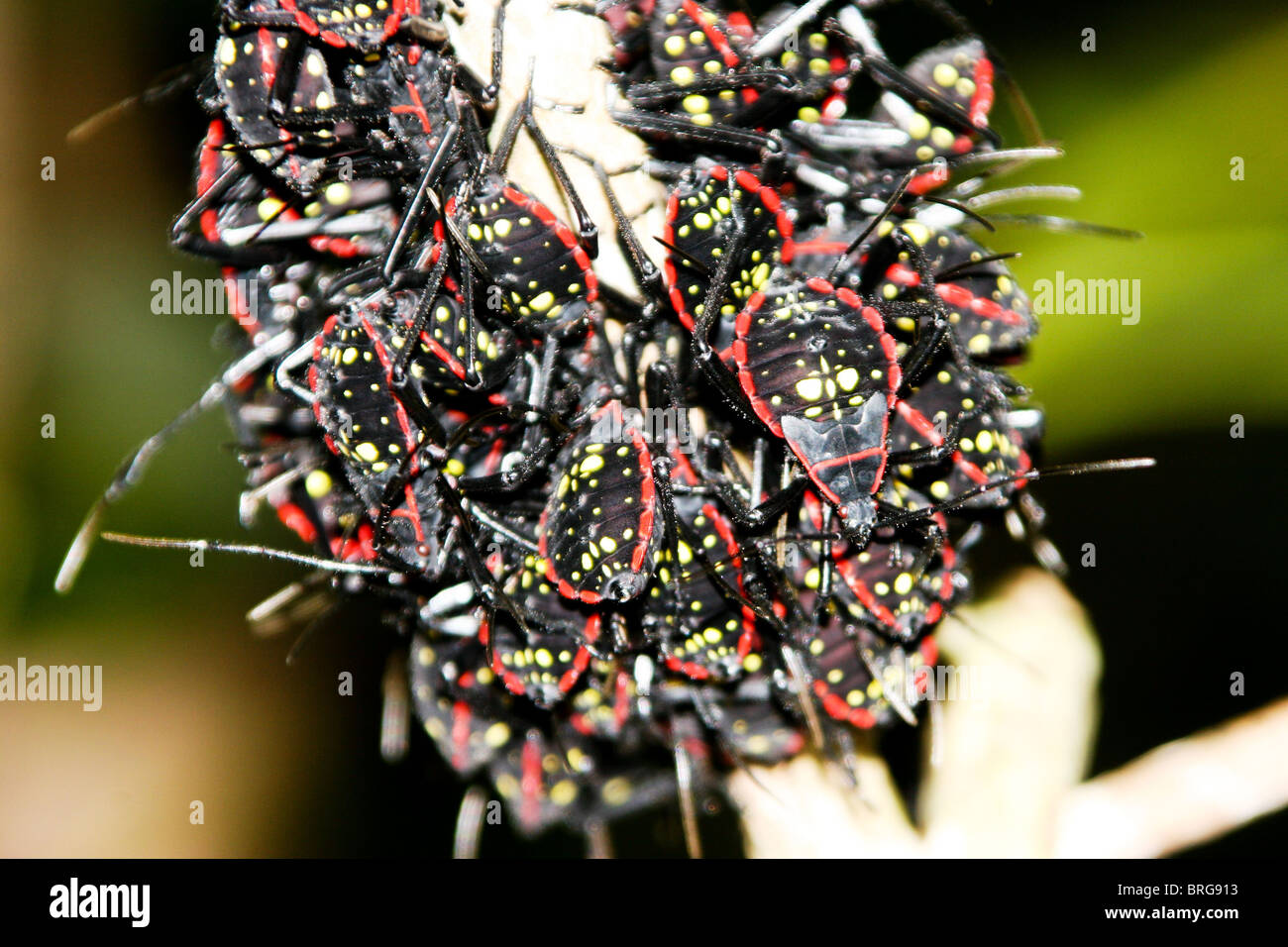 Stink Bugs, Amazon Jungle, Peru Stock Photo - Alamy