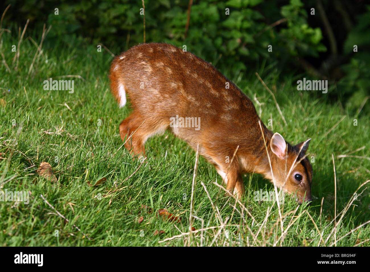 Muntjac (Muntiacus reevesi) - fawn Stock Photo - Alamy