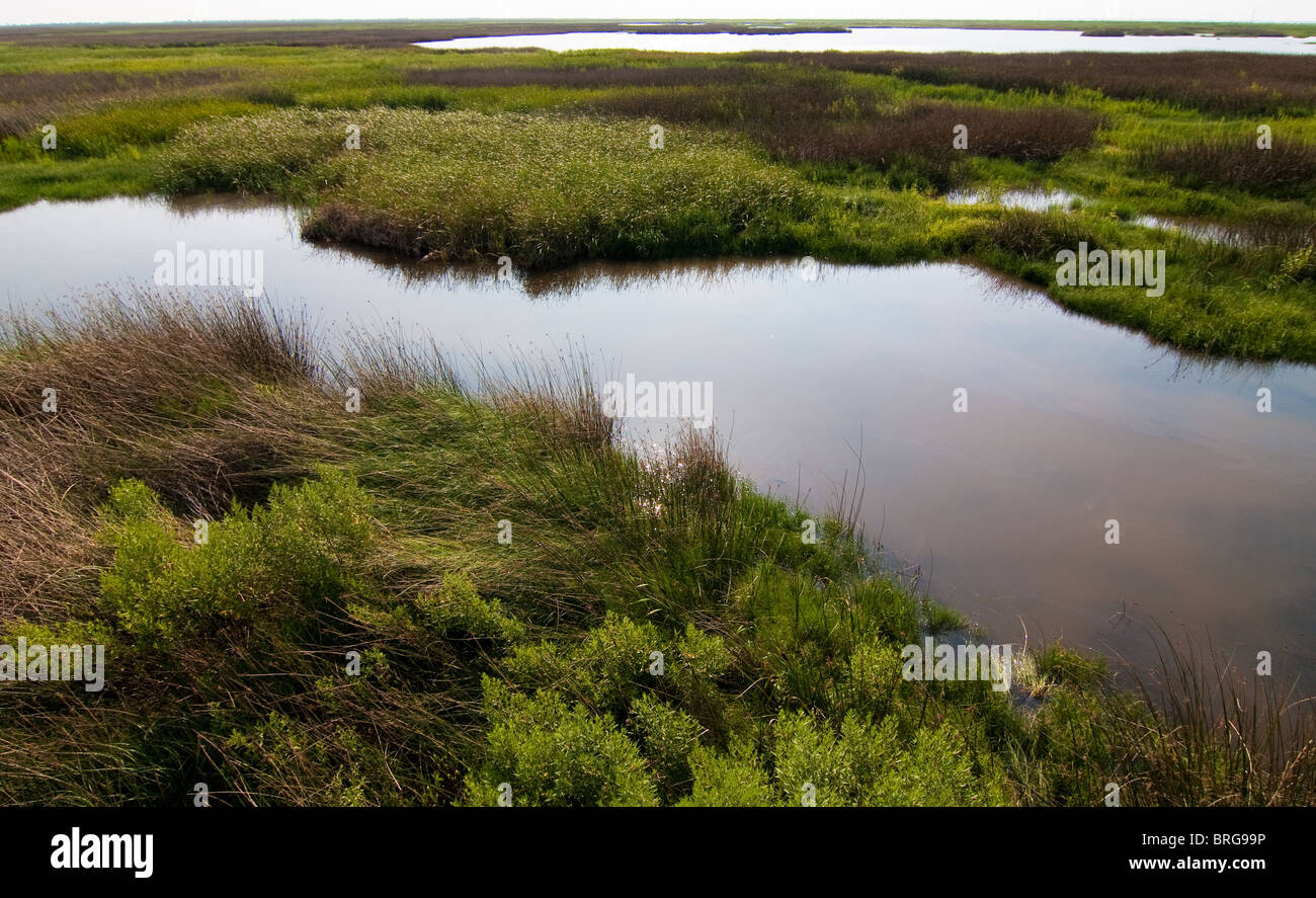 View along nature walkway in Sabine National Wildlife Refuge, Louisiana ...