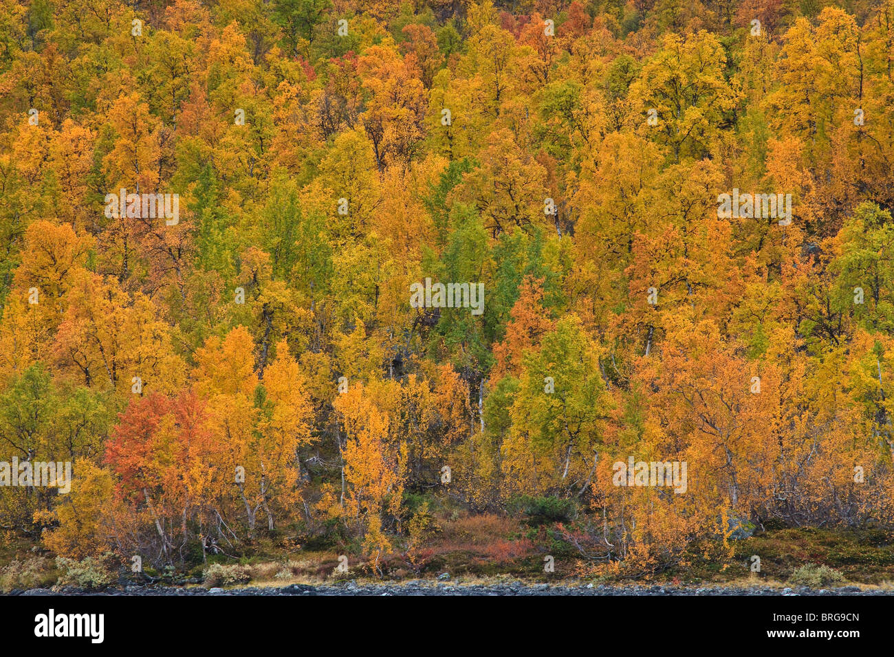 Fall colors at Strynefjellet, Norway Stock Photo - Alamy