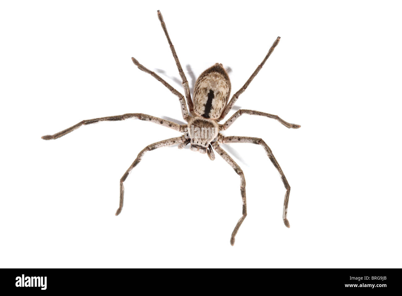 Huntsman spider hi-res stock photography and images - Alamy