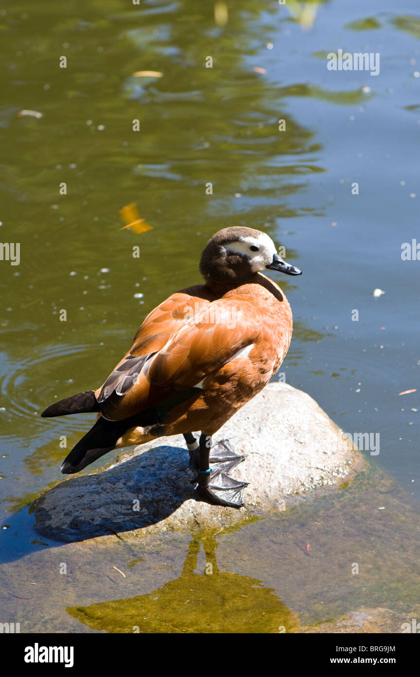 Wood Duck Drake Aix sponsa Stock Photo - Alamy