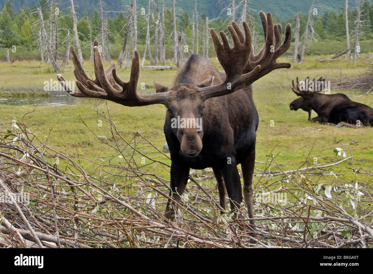 Moose lying down hi-res stock photography and images - Alamy