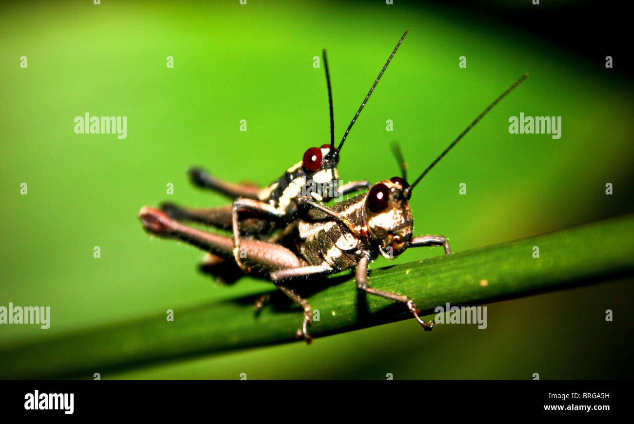 Grasshoppers, Amazon Jungle, Peru Stock Photo - Alamy