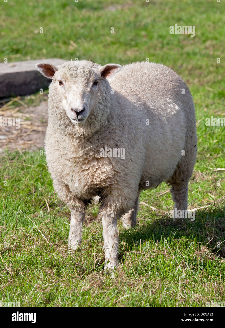 White sheep hi-res stock photography and images - Alamy
