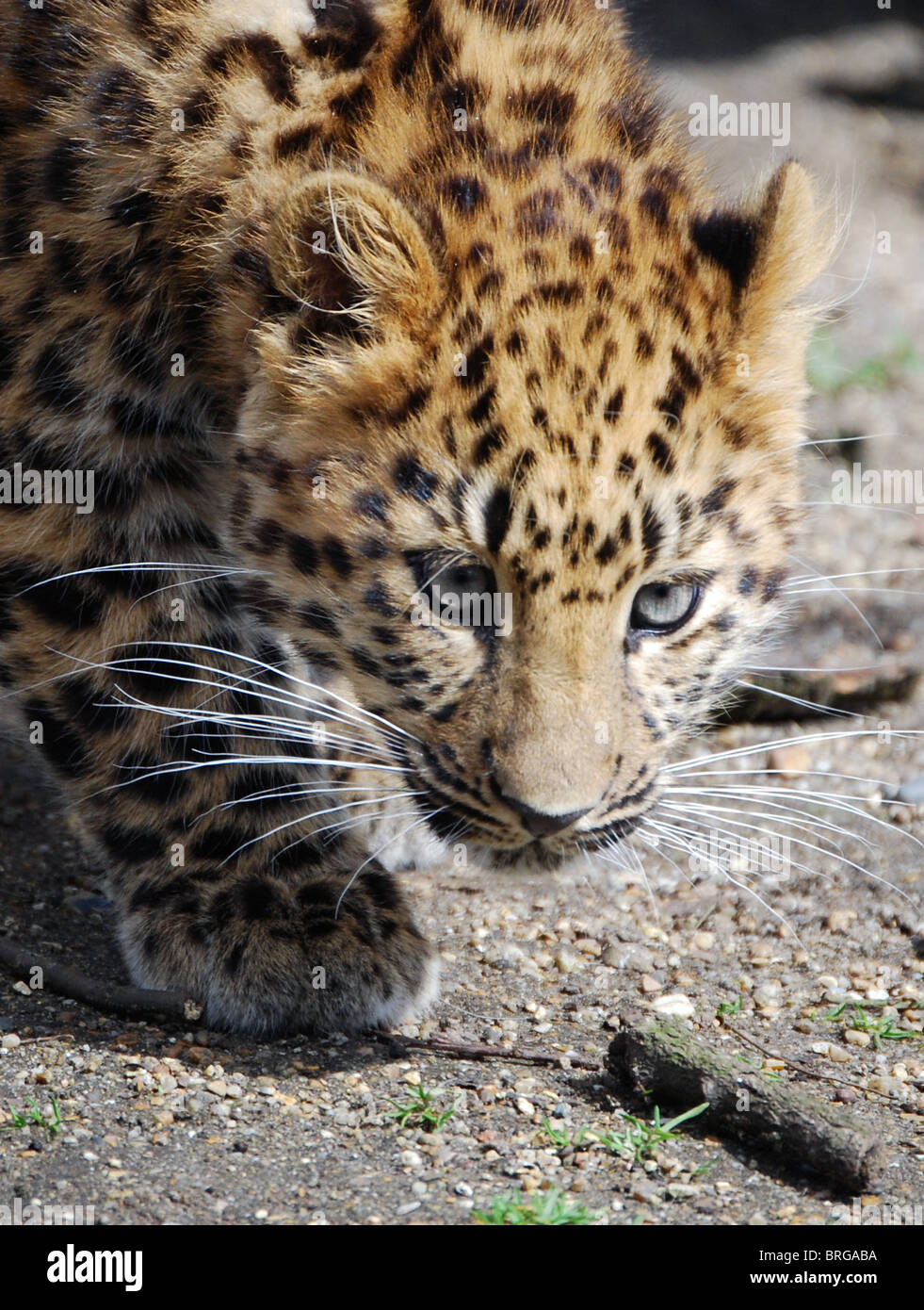 Female Amur leopard cub Stock Photo - Alamy