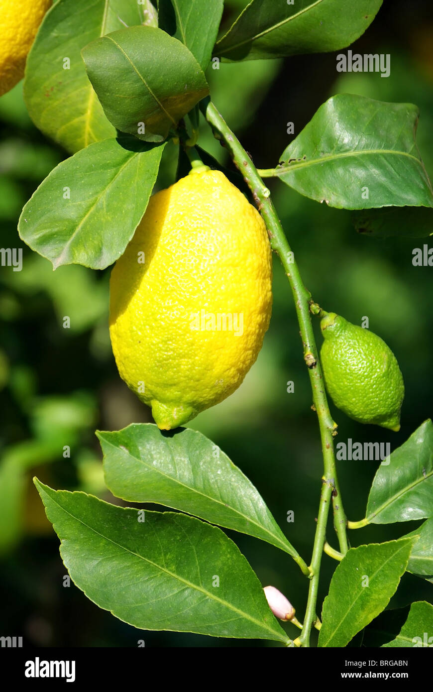 Yellow lemon on tree Stock Photo - Alamy