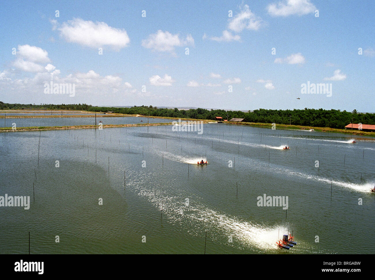 A shrimp farm, an aquaculture business that cultivates marine shrimp ...