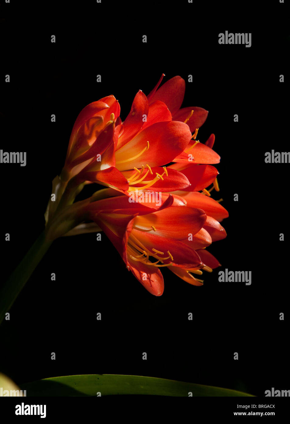 Clivia on black background Stock Photo - Alamy