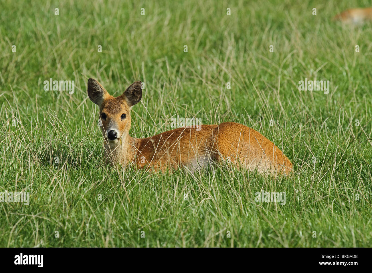Chinese Water Deer (Hydropotes inermis Stock Photo - Alamy