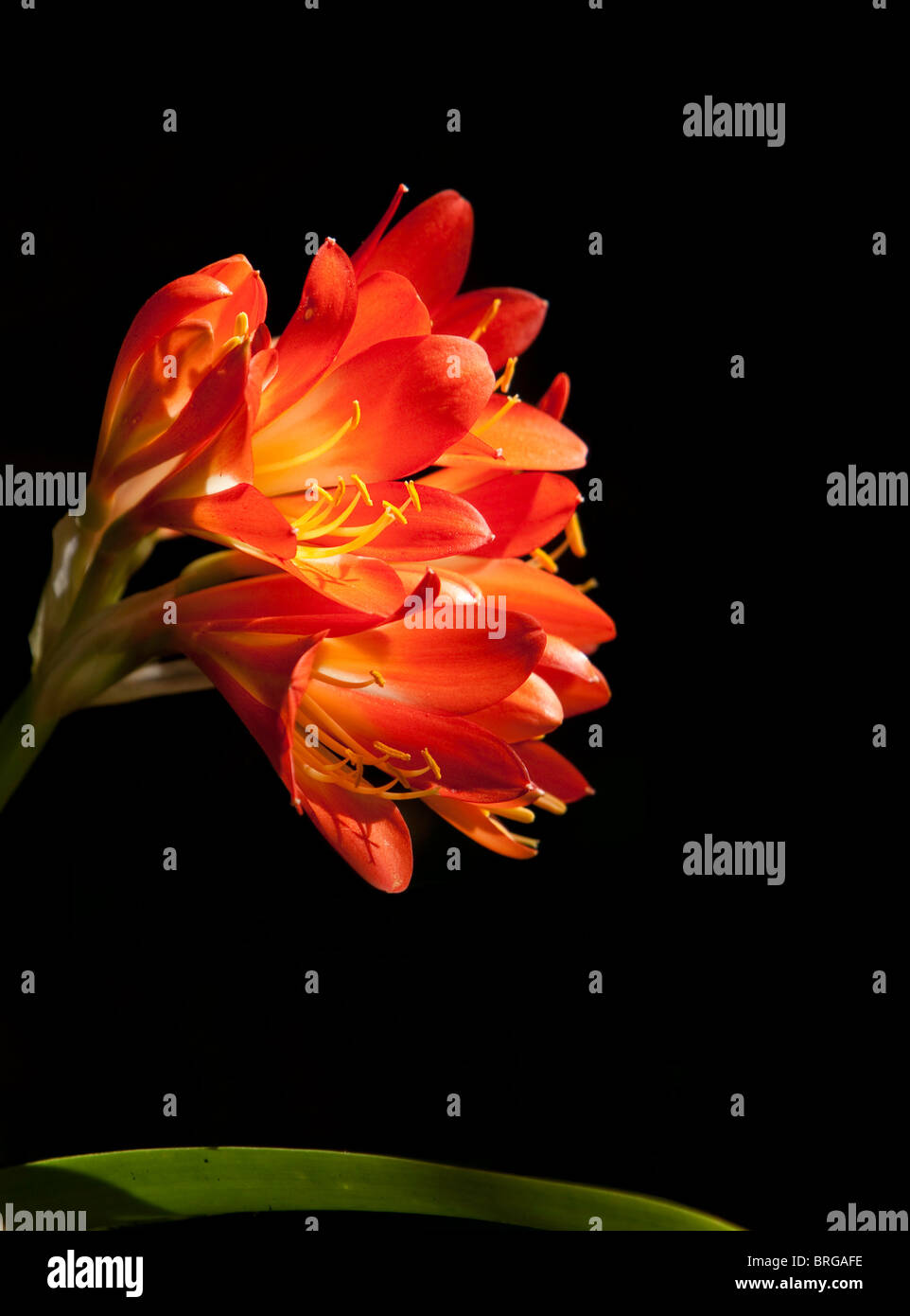 Clivia on black background Stock Photo - Alamy