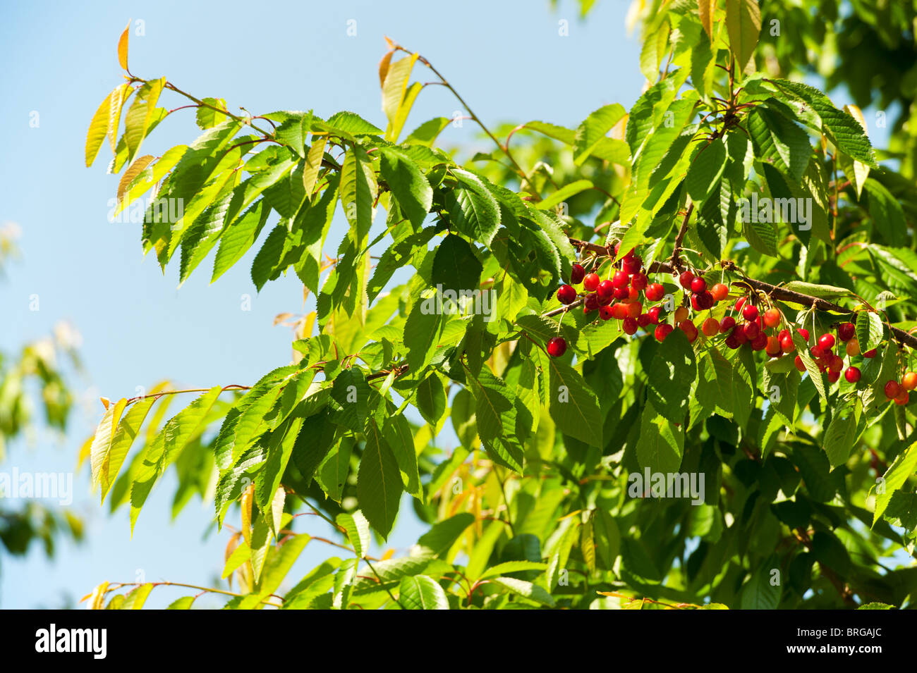 Cherry tree with ripe fruit in spring Stock Photo - Alamy