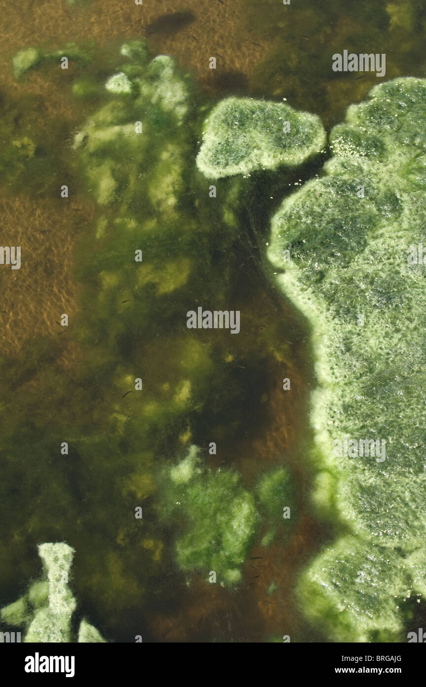 filamentous blue-green algae Stock Photo - Alamy