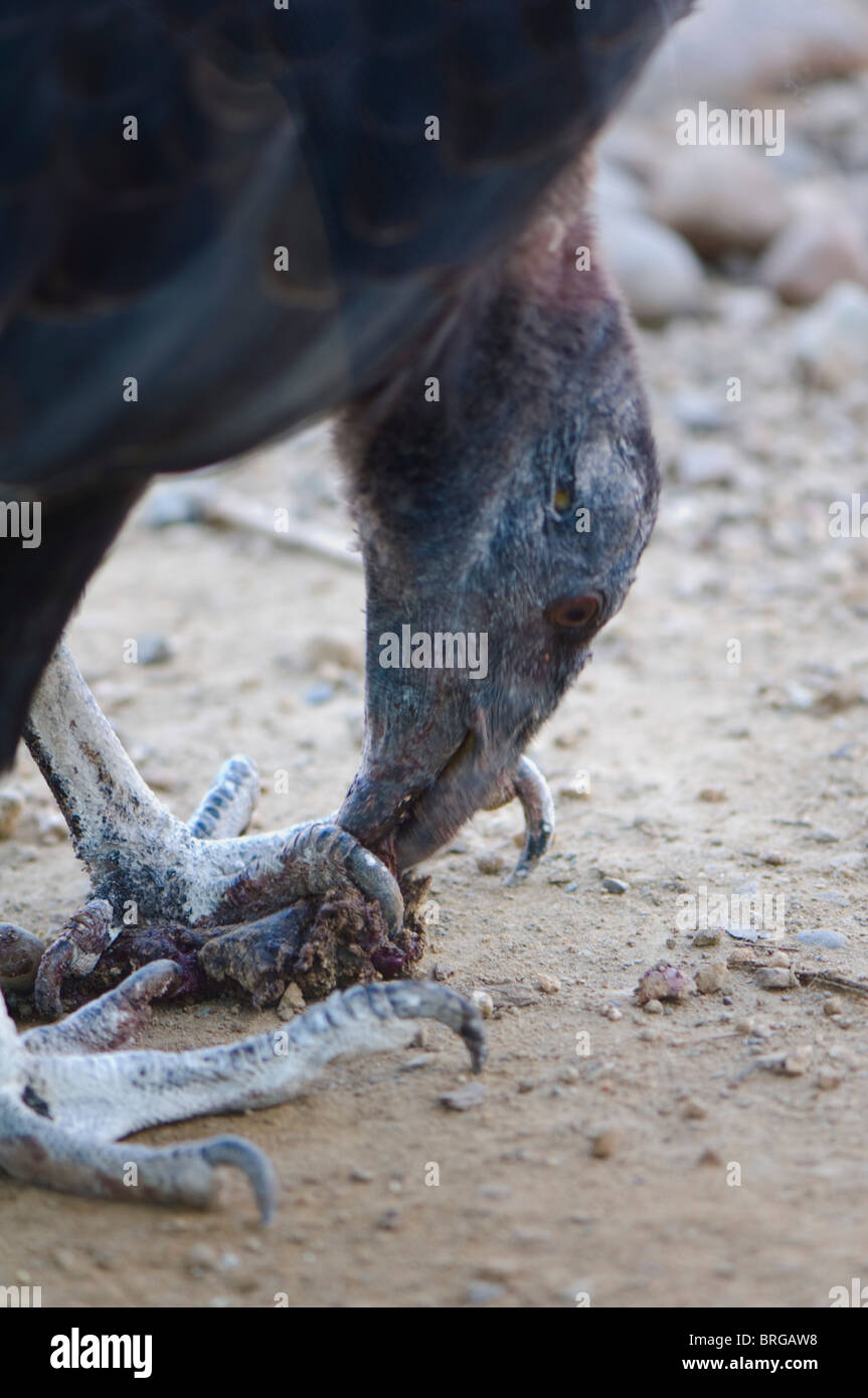 Eagle Juvenile Condor eating meat Stock Photo - Alamy