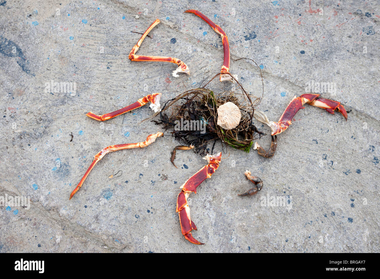 Crab shape hi-res stock photography and images - Alamy