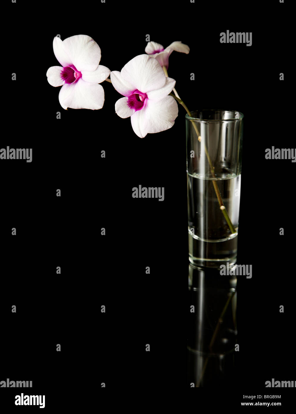 Cut flower orchid dendrobium hi-res stock photography and images - Alamy