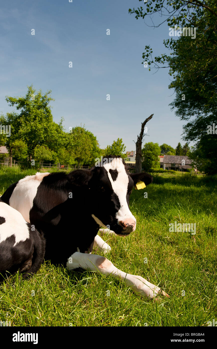 Dutch cow laying in nature grass land Stock Photo - Alamy