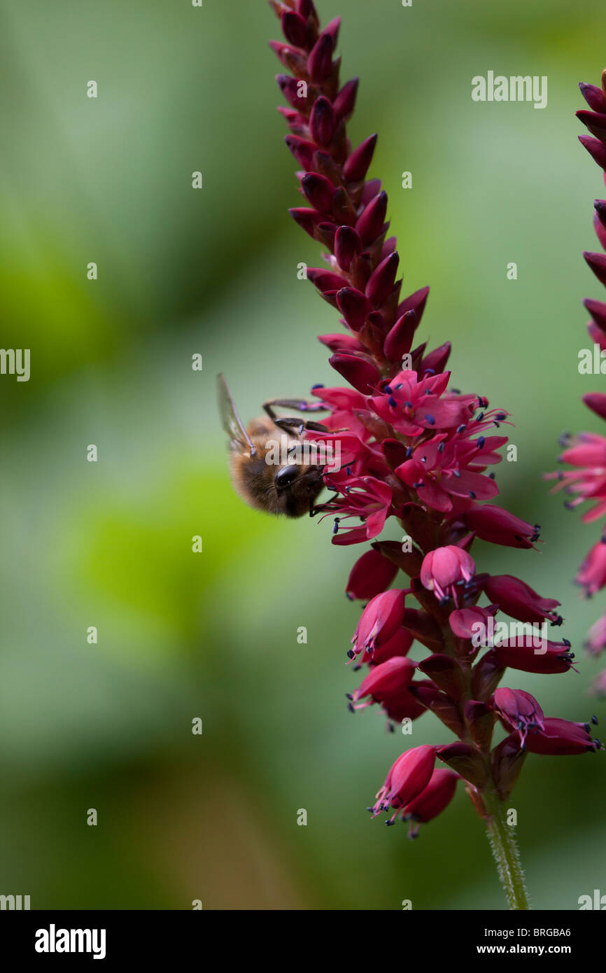 Bee feeding on nectar Stock Photo - Alamy