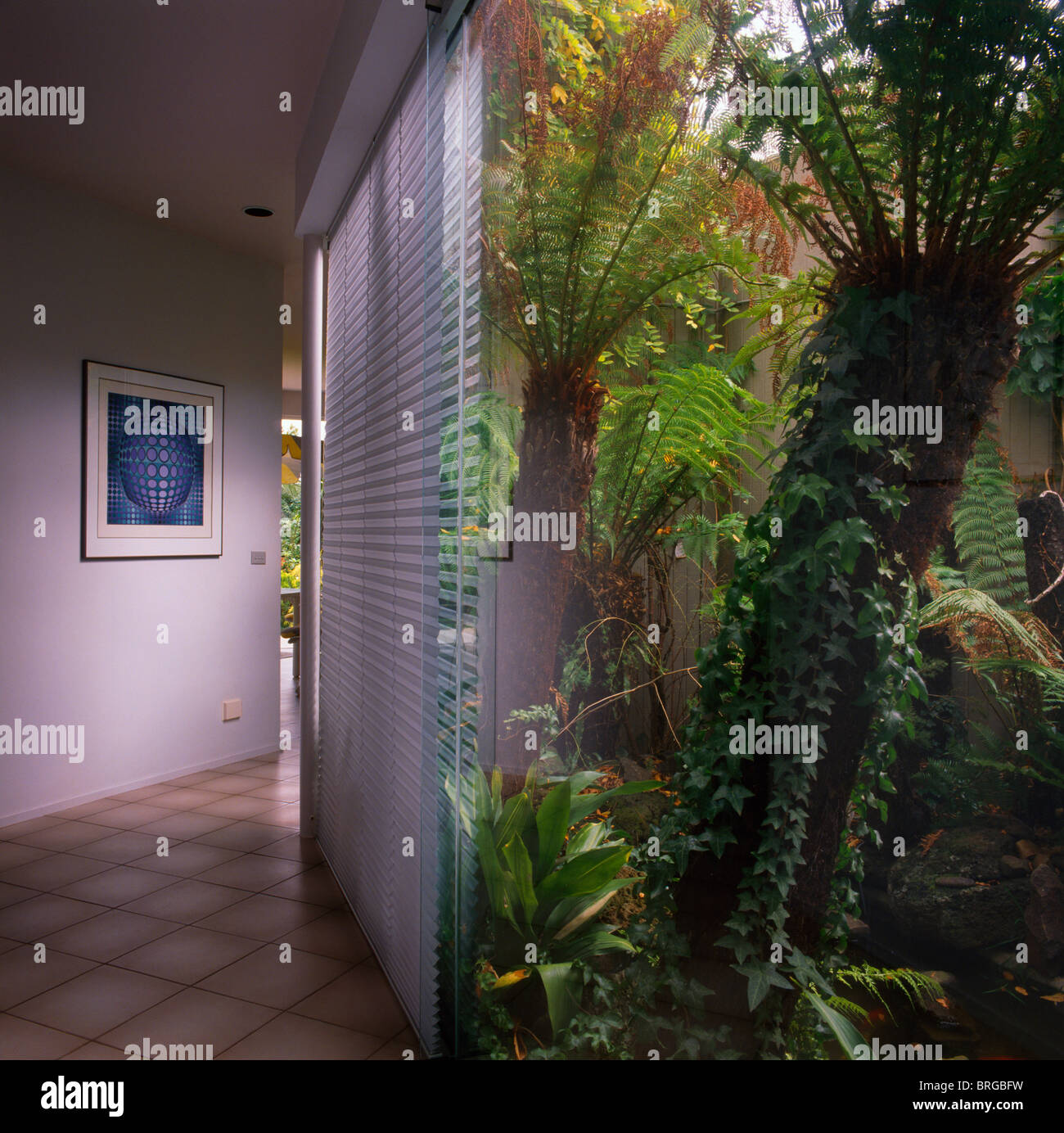 Lush green tree-ferns growing in atrium in modern white hall Stock ...