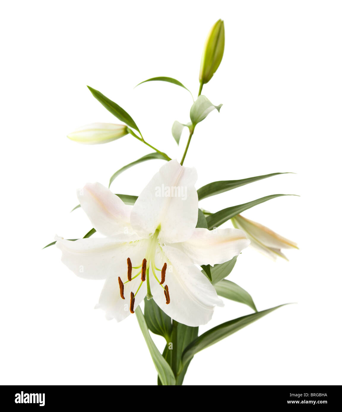 white lily flowering spike isolated on white background; vertical ...