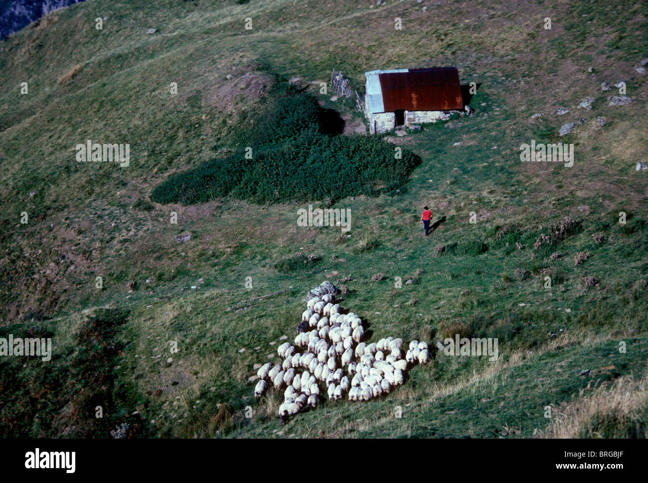 French Basque shepherd, shepherd, flock of sheep, Pyrenees Mountains ...