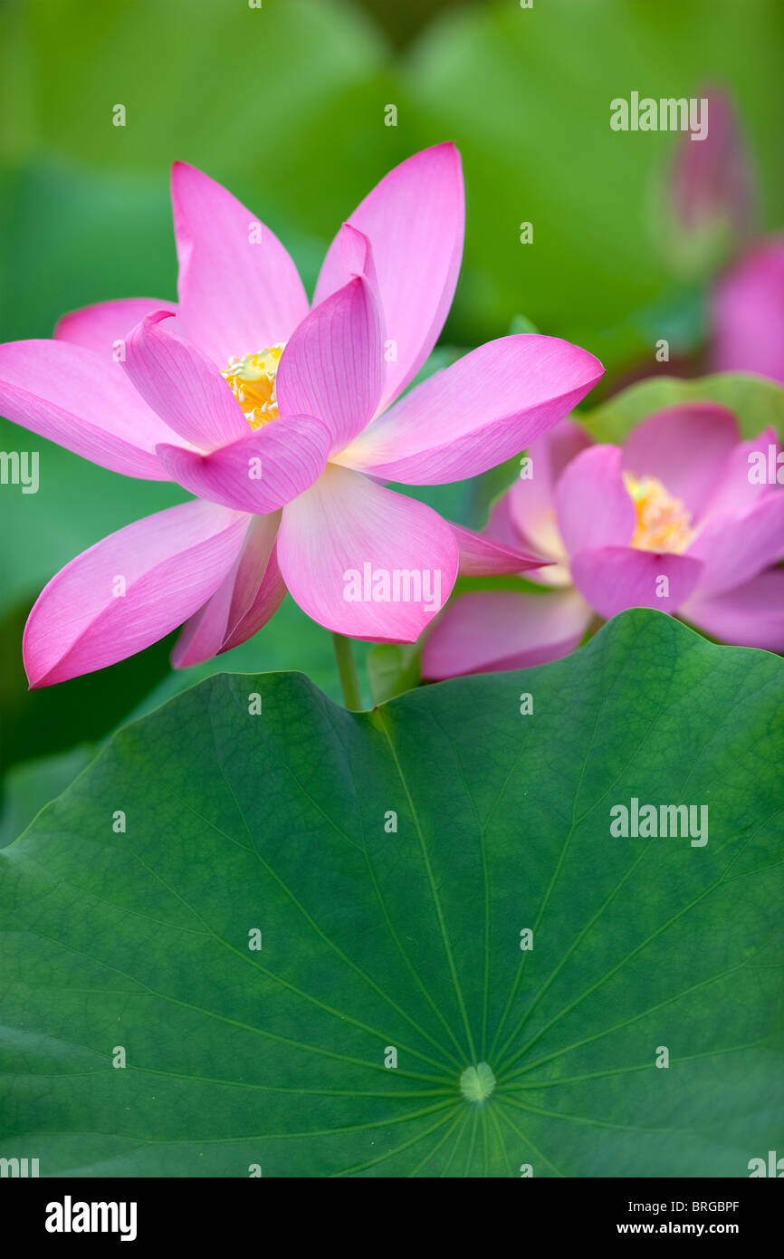 Close up of Lotus blossom. Hughes Water Gardens, Oregon Stock Photo - Alamy