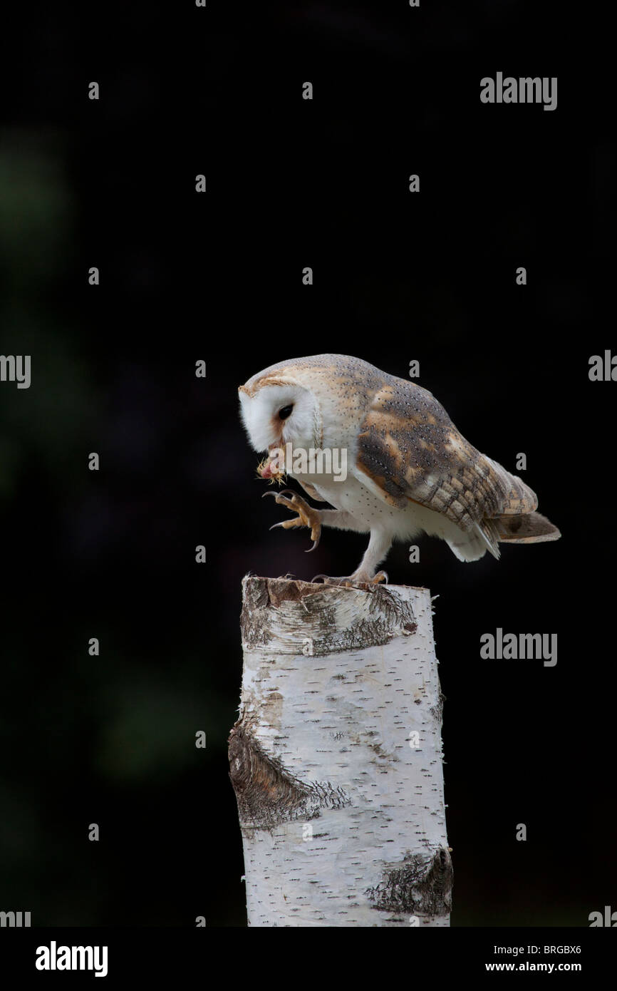A barn owl on a log perch with a dark background Stock Photo - Alamy