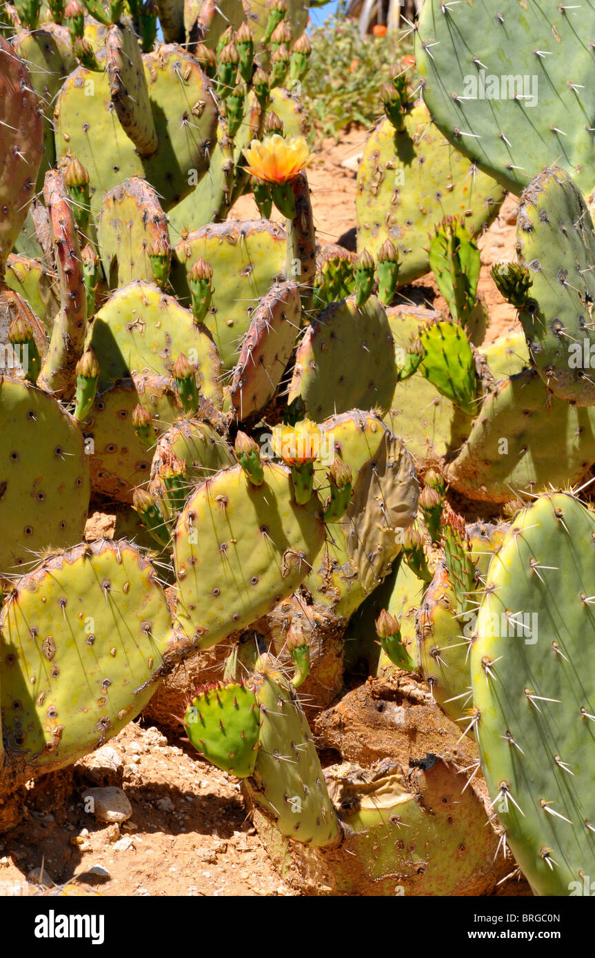 Yellow Flowering Cactus at Living Desert Zoo and Gardens Carlsbad New ...