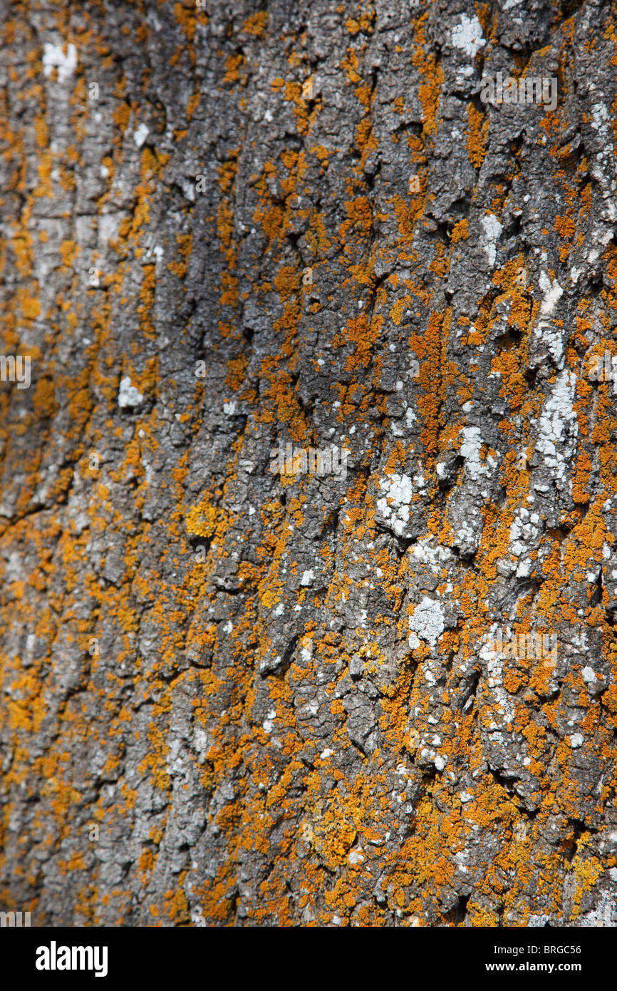 tree bark covered with plait Stock Photo - Alamy