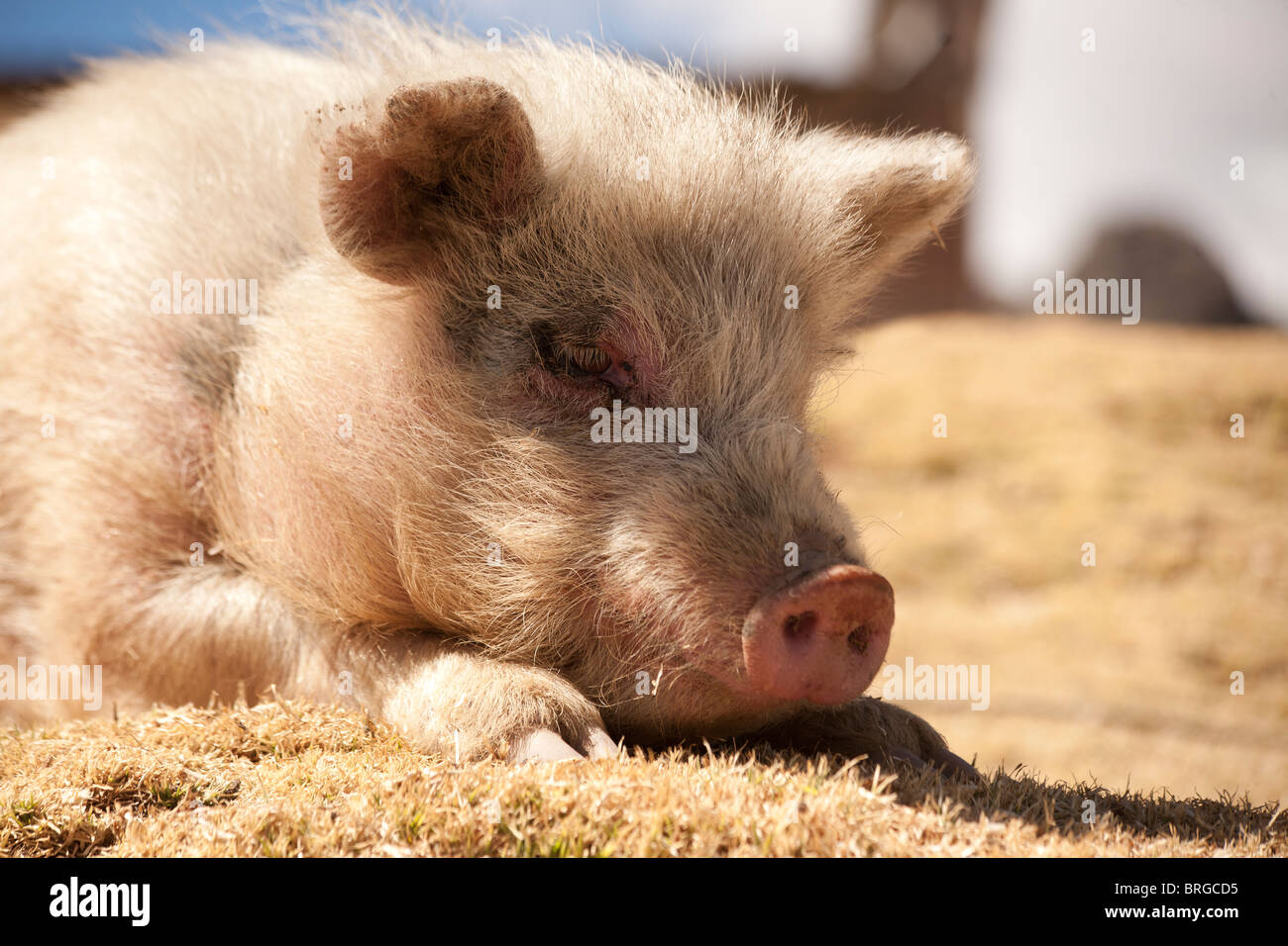 Pig in the sun Stock Photo - Alamy